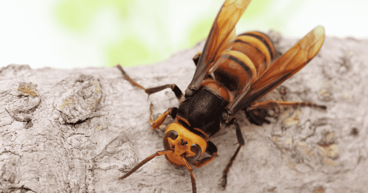 3 Tiny Killers: Deadly Insects You Need to Know About | Entomology and ...