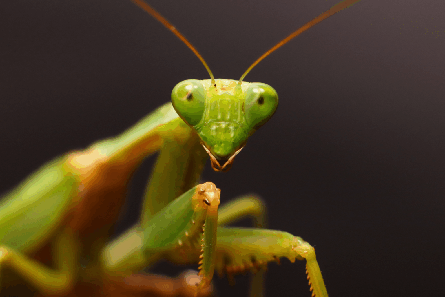 What Is a Praying Mantis? Facts, Benefits and Environmental Role ...