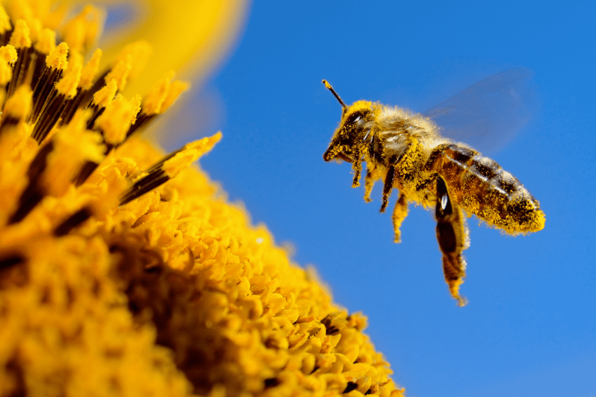 Insect Flight Explained: The Science Behind the Buzz | Entomology and ...